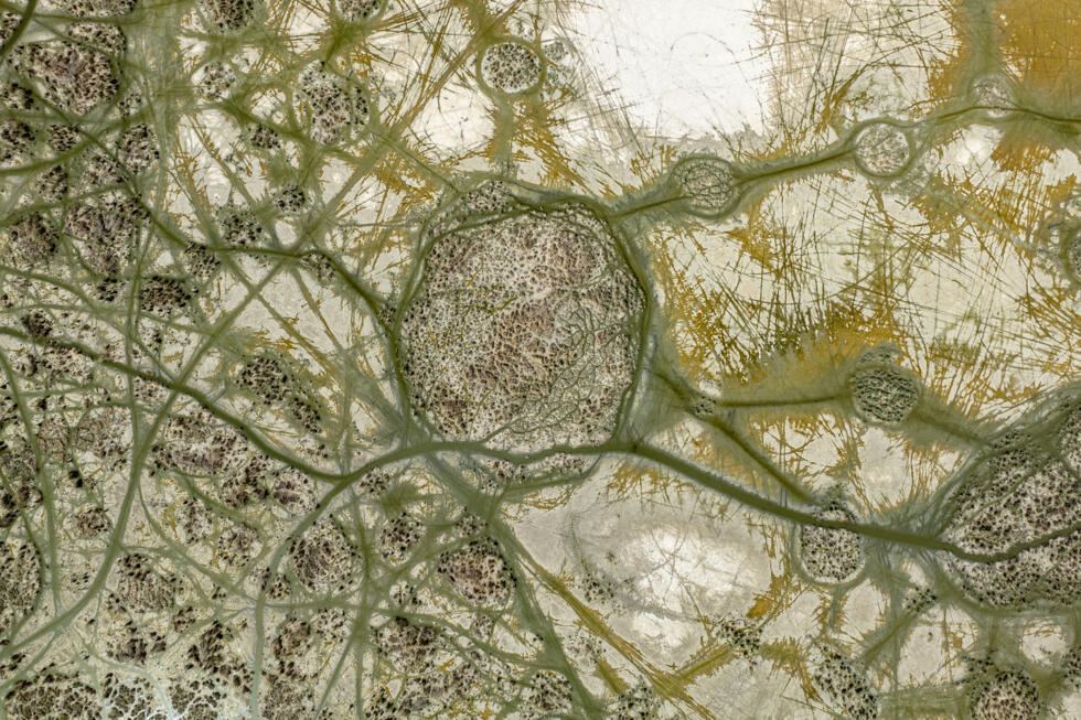 'The marshes are dead': Iraqi buffalo herders wander in search of water