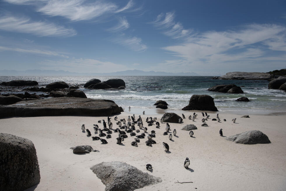 'Critically endangered' African penguins just want peace and food