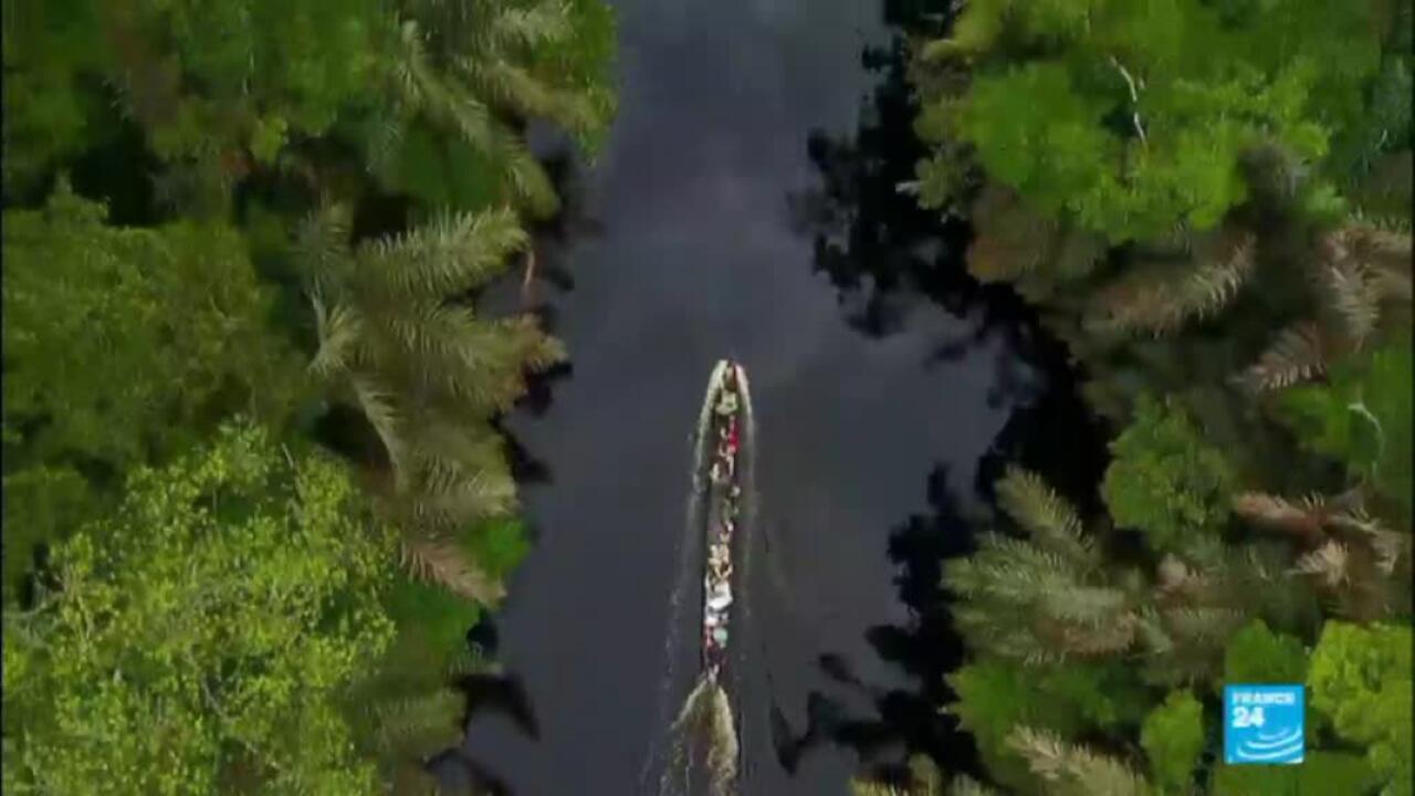 Reportage : en RDC, l''écosystème unique du parc national de la Salonga ...