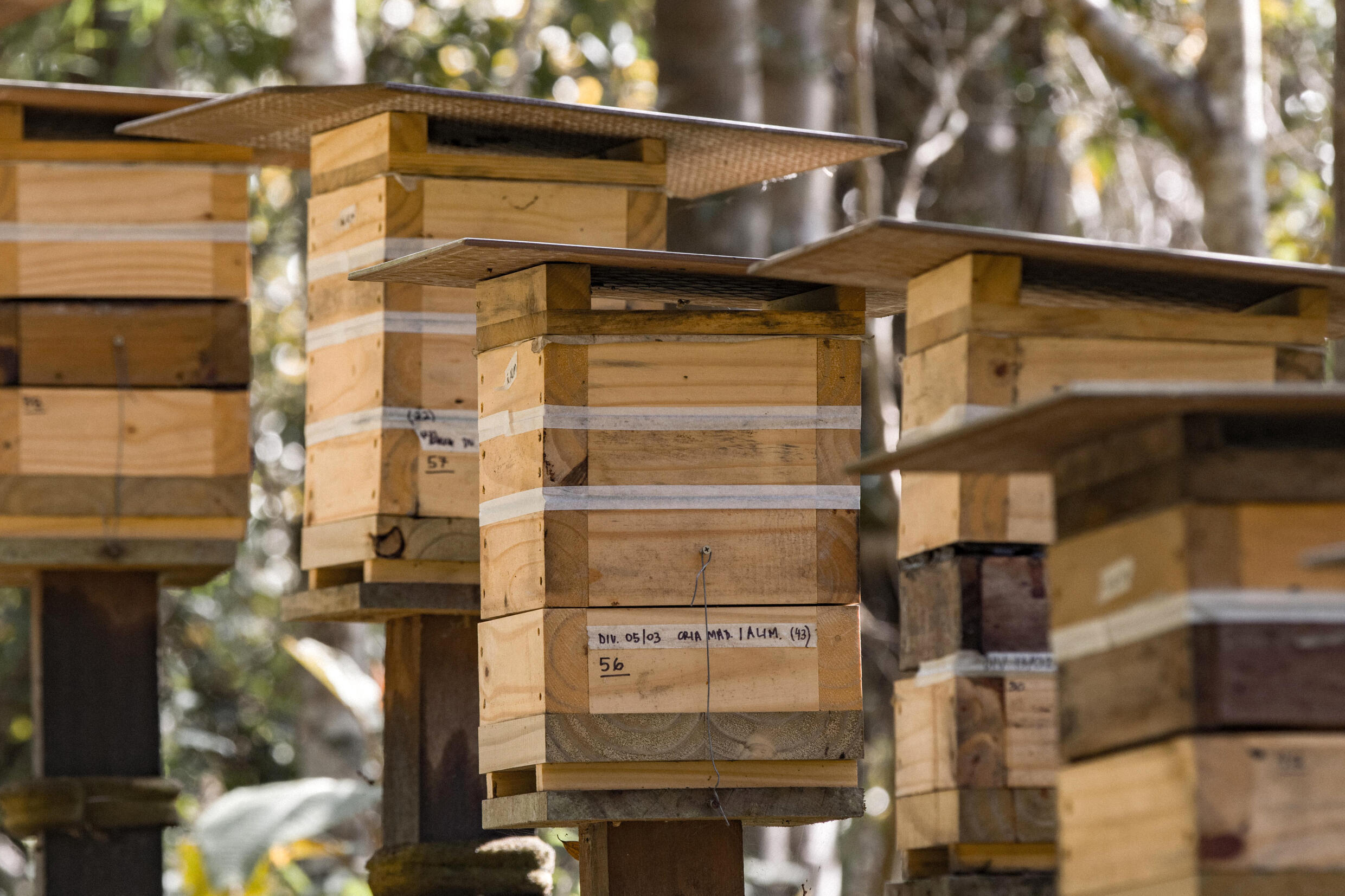 Brazil buzzing over potential of its native bees