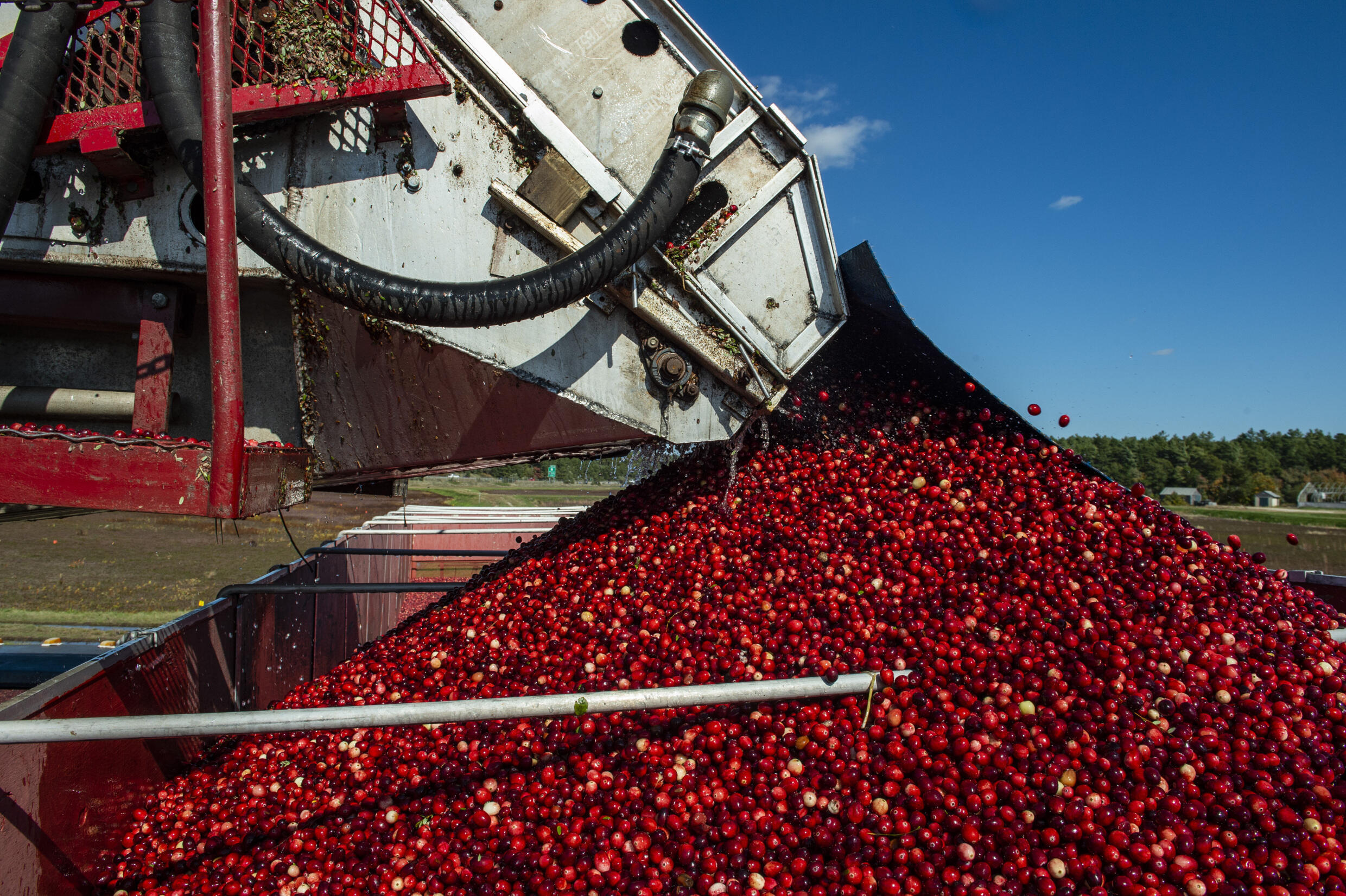 Cranberry farmers fight climate change to protect Thanksgiving staple