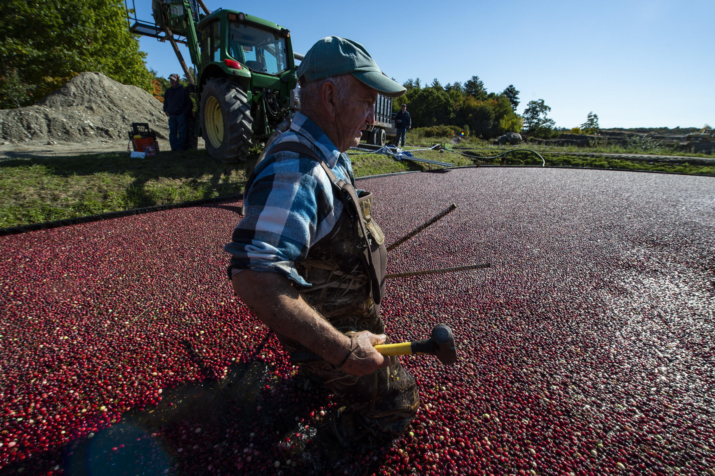 Cranberry farmers fight climate change to protect Thanksgiving staple
