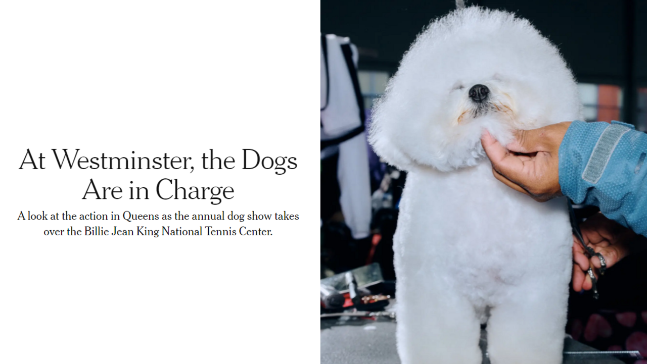 Primping, preening and sculpting: Canines in full glam for Westminster ...