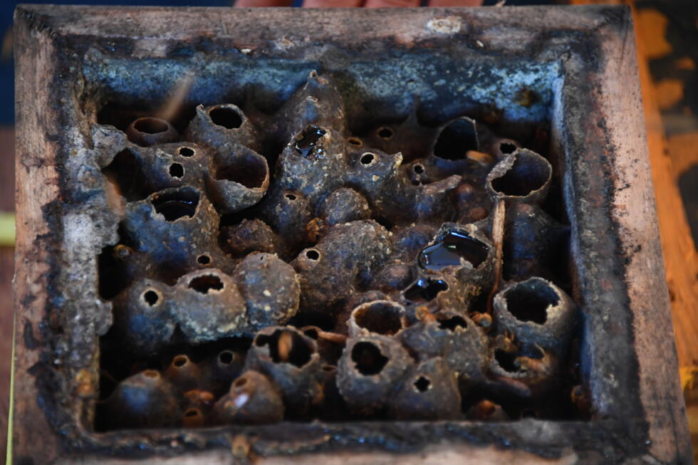 Brazil buzzing over potential of its native bees