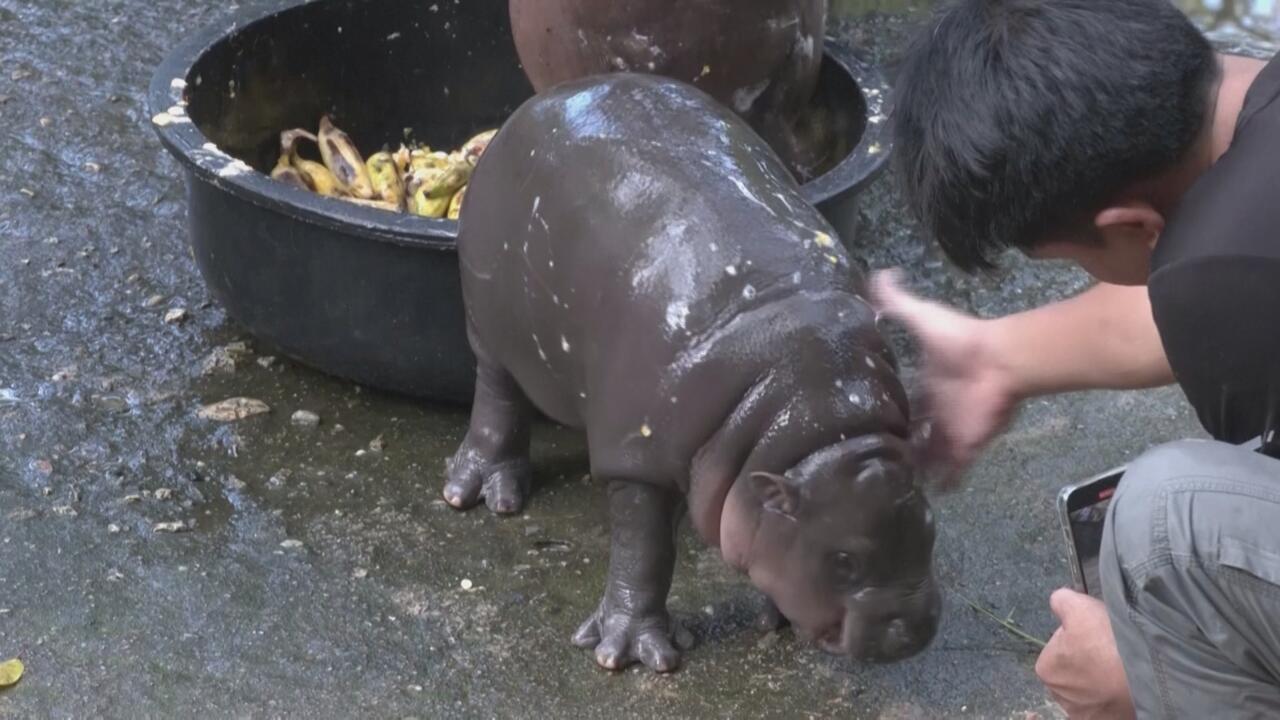 Pygmy hippo fever: Moo Deng now has a theme song - Access Asia