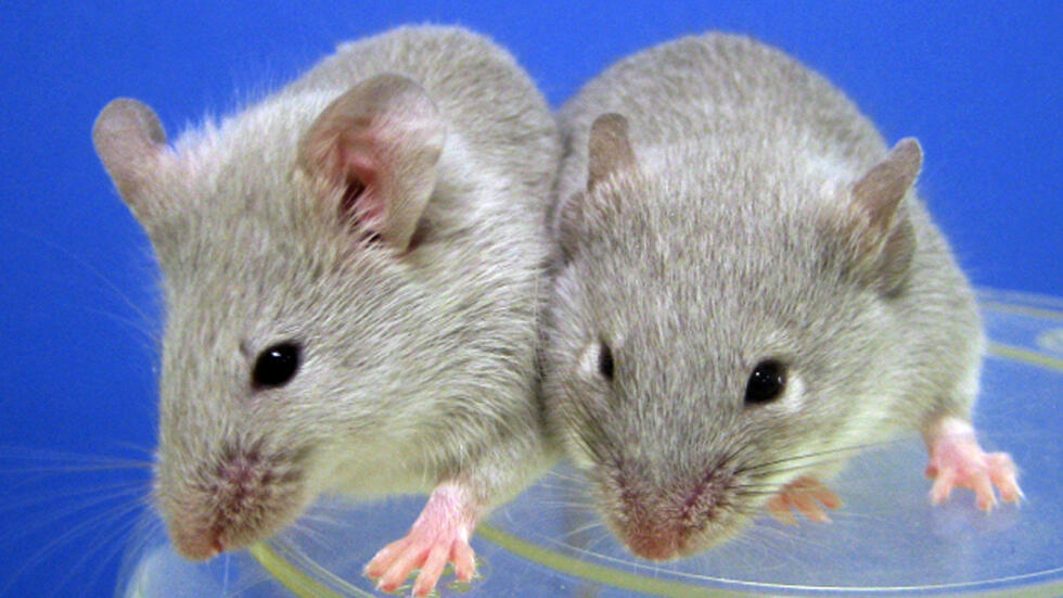 'Revolutionary': Scientists create mice with two fathers