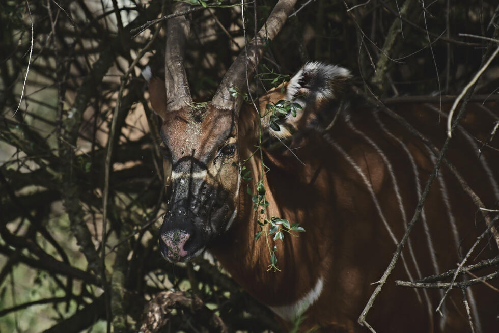 Kenya launches bid to save wild bongos from extinction