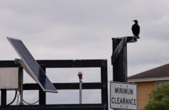 Within sight of New York City, a despoiled river comes back to life