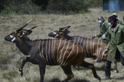 Kenya launches bid to save wild bongos from extinction