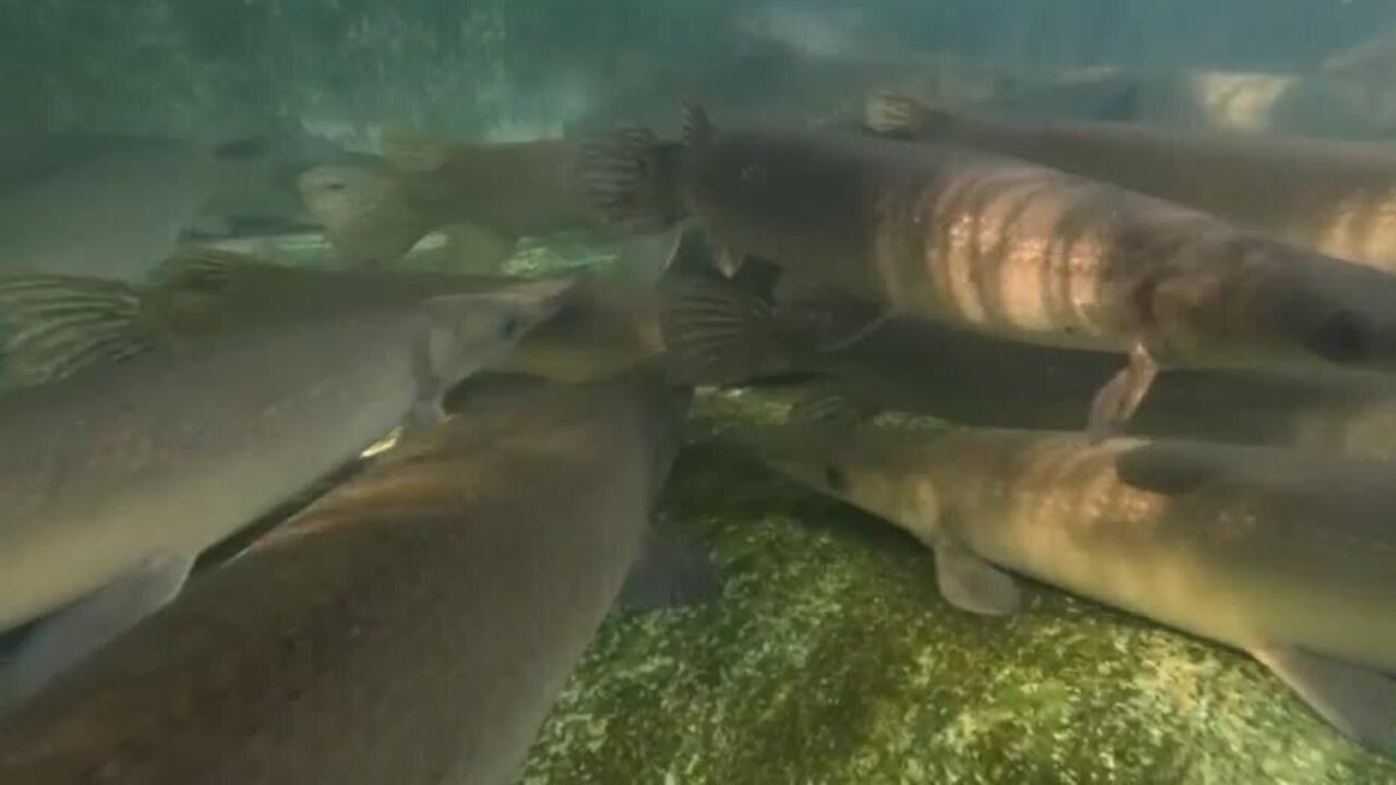 Cuba: científicos luchan por salvar al pez manjuarí de la extinción ...