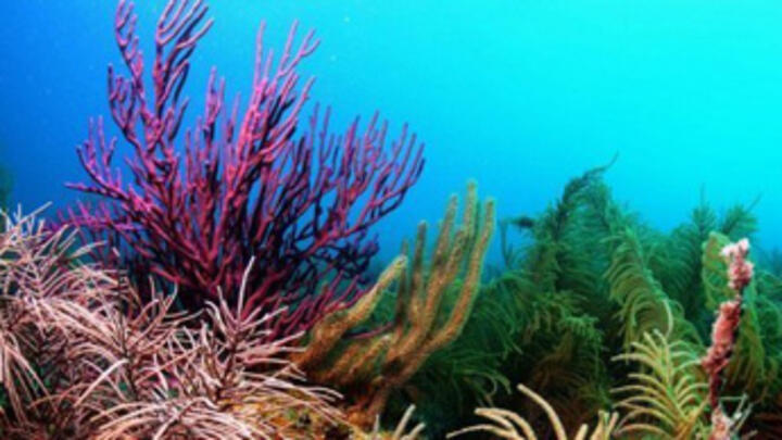 World's coral reefs face extinction