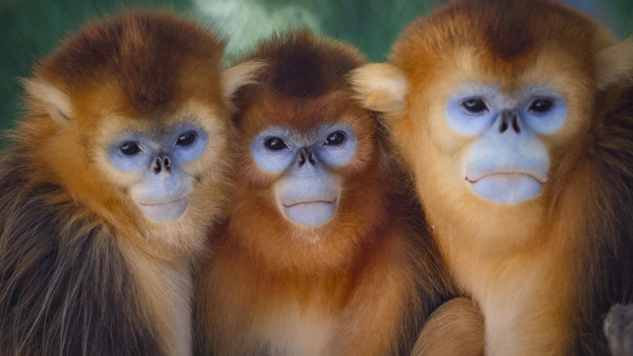 L'instant + : des singes dorés au zoo de Beauval pour préserver l ...