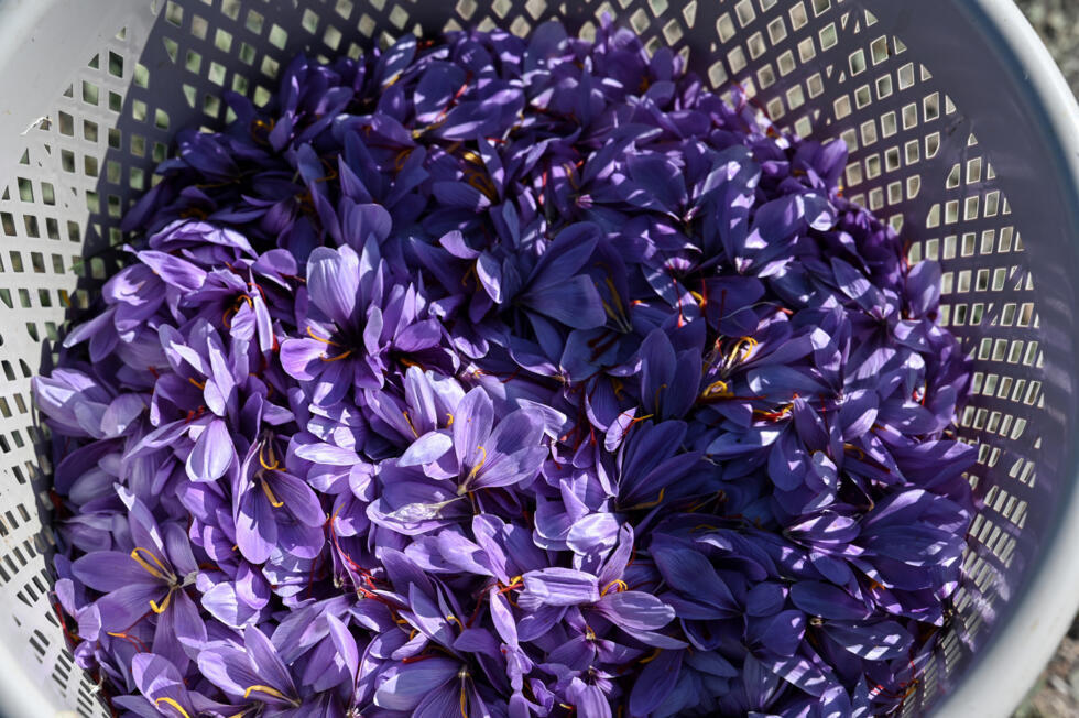 Cracked earth in Greece's saffron heartland as drought takes toll