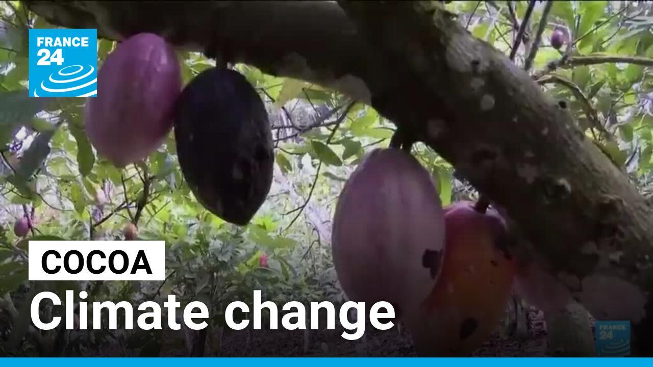 Climate change blamed as cocoa prices soar ahead of Easter - France 24