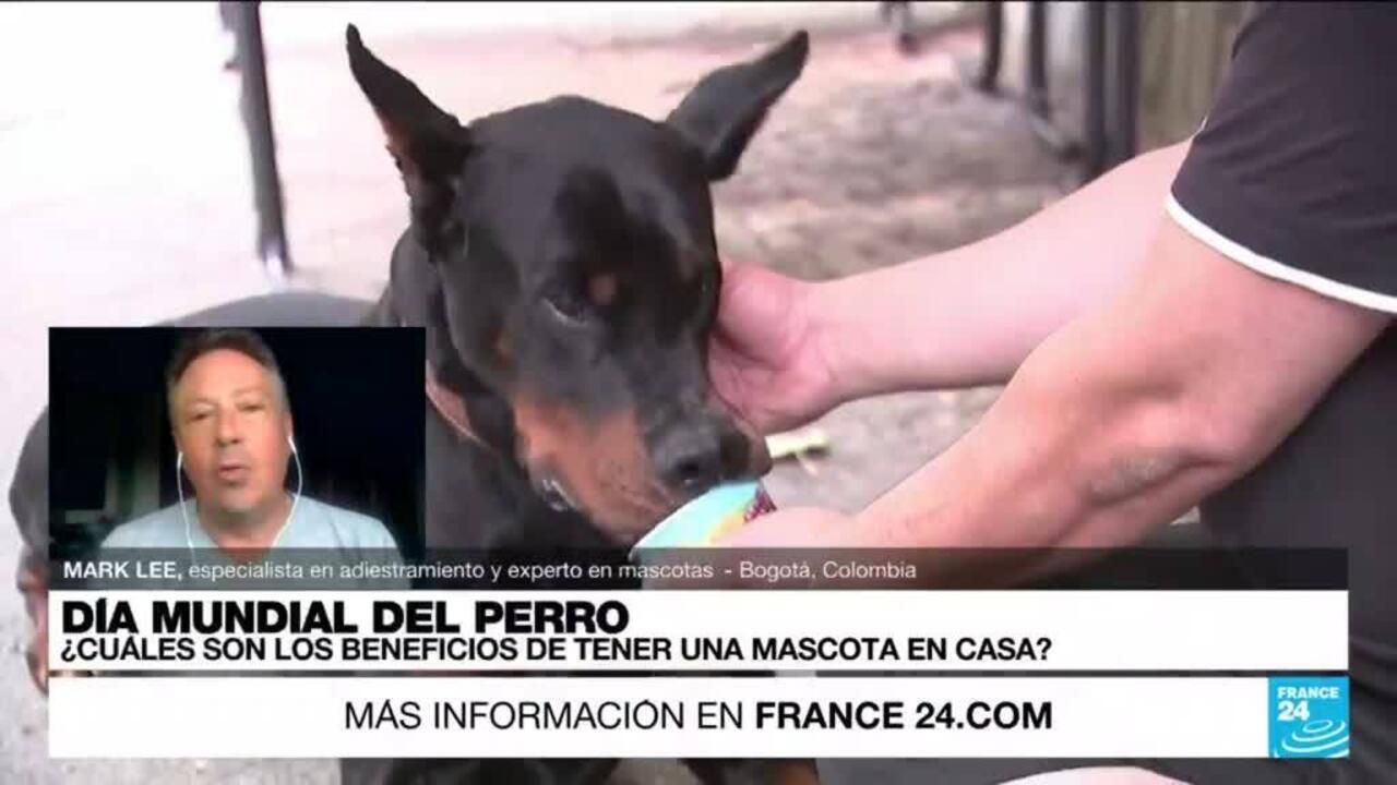 Mark Lee: 'La compañía de los perros es muy importante para la calidad ...