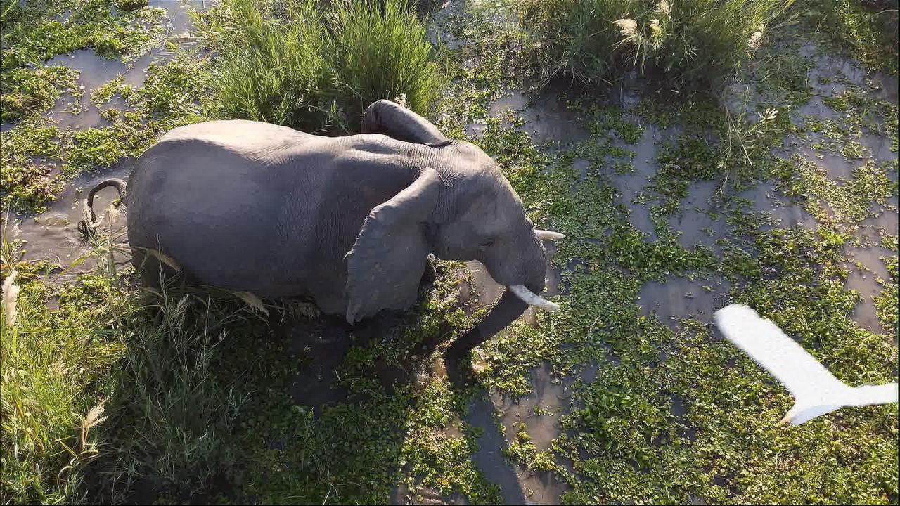 Deadly elephant attacks on the rise in Zimbabwe - Focus