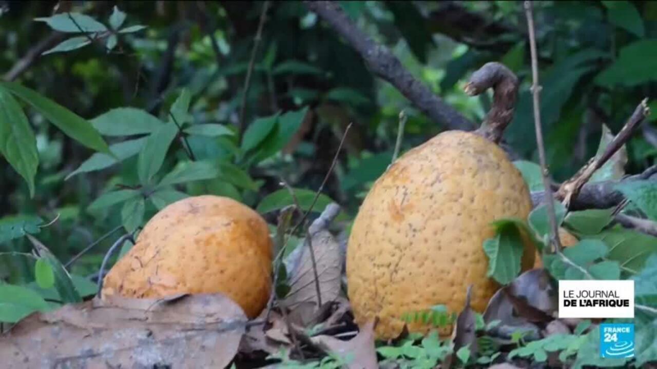 Le madd, fruit emblématique de Casamance au Sénégal - France 24