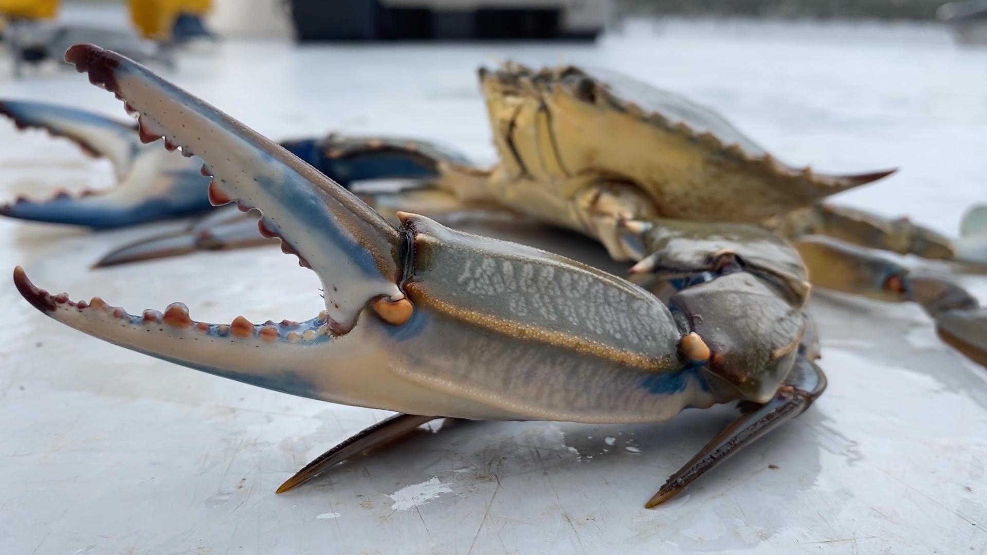 Blue crabs: Alien stowaways in the Mediterranean - Down to Earth