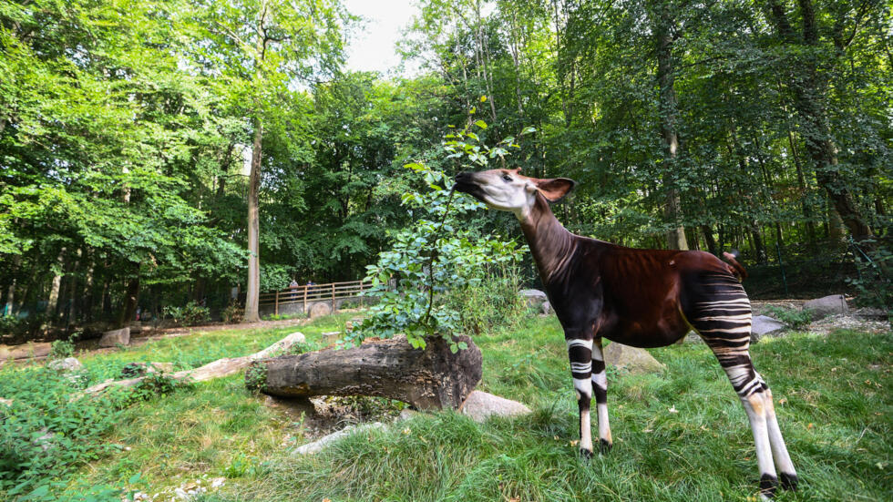 En RD Congo, la société civile appelle à cesser d'exploiter l'or pour protéger les okapis