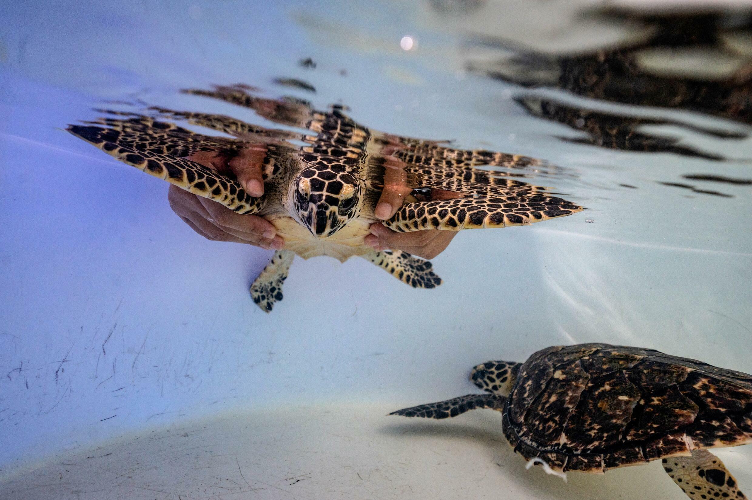 Sea turtles return to Thailand's shores during pandemic