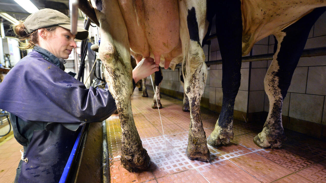 Mixed feelings as EU ends 30 years of milk quotas