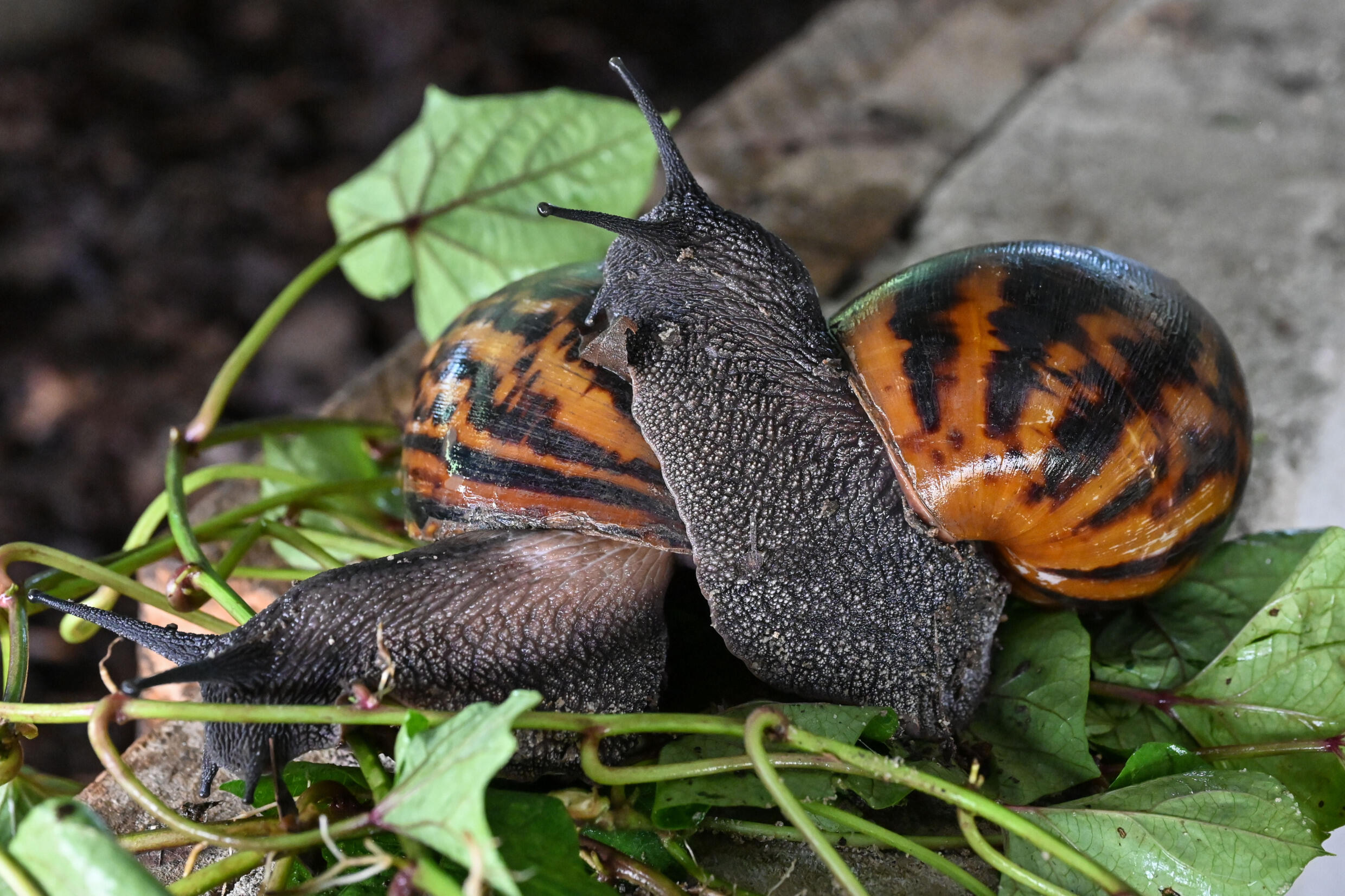 En Côte d'Ivoire, des fermes d'escargots géants en plein boom