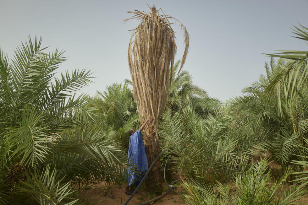 Climate change threatens age-old Mauritania date harvest