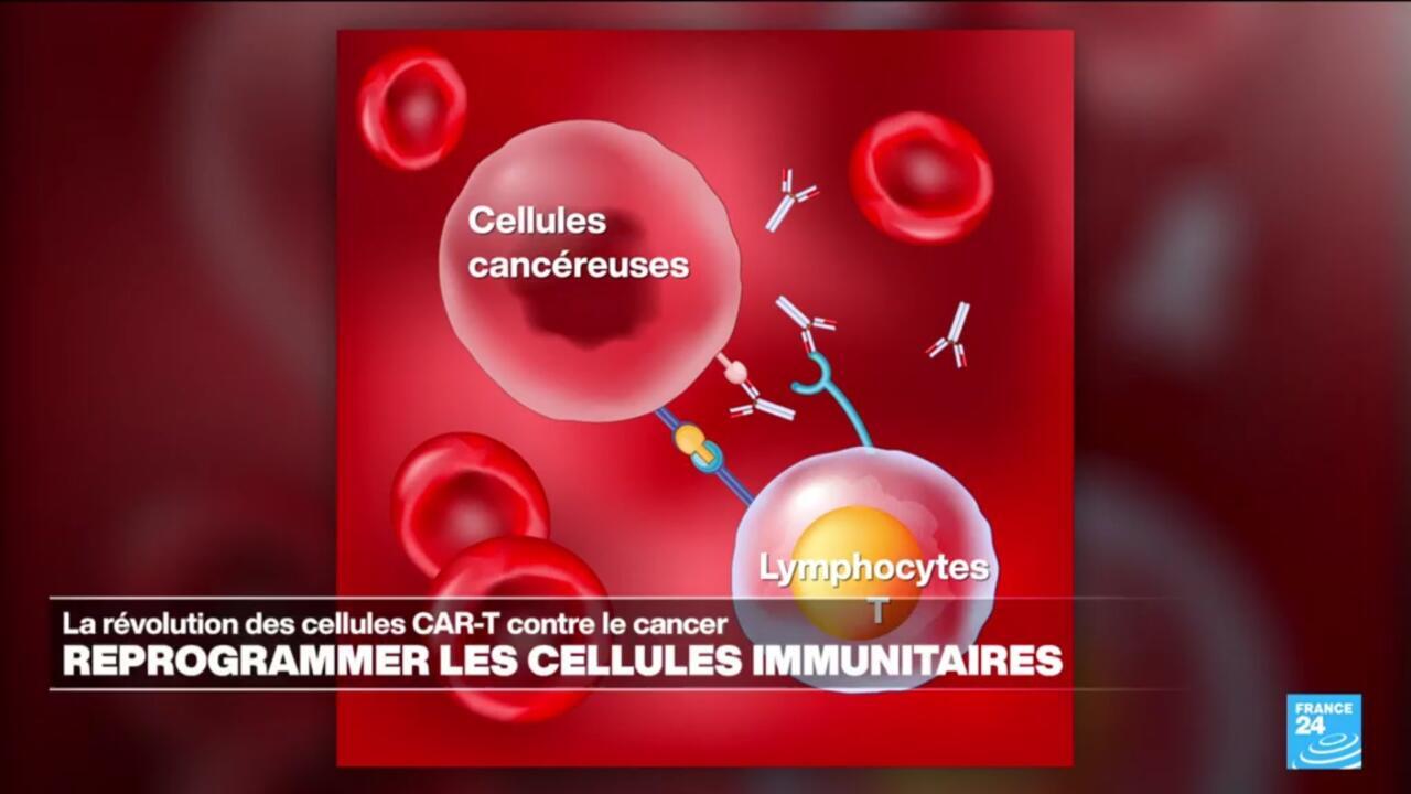 Reprogrammer les cellules immunitaires : la révolution des cellules CAR ...