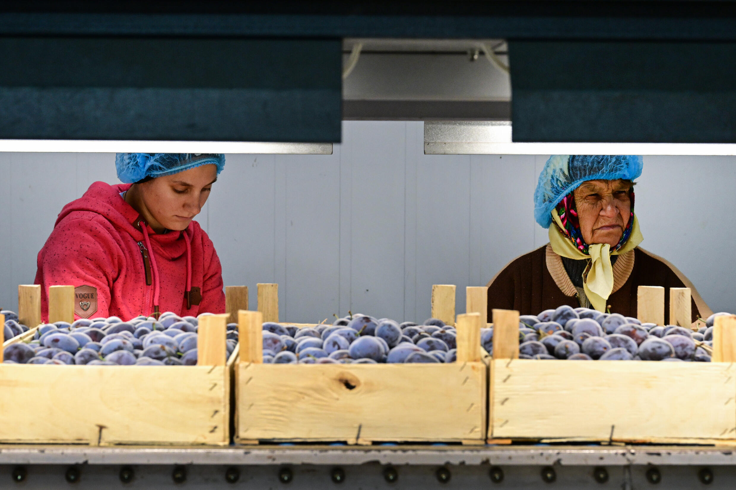 With record production, Moldova plum farmers hail EU integration