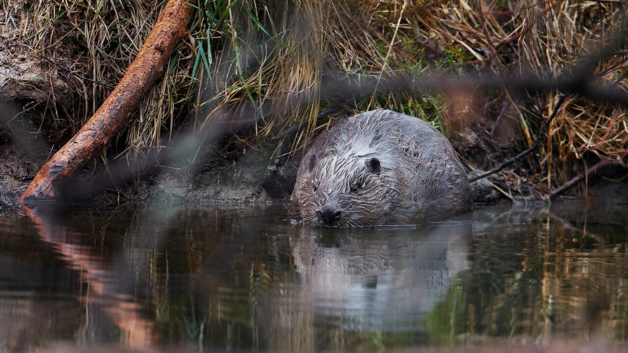 Le castor fait son grand retour en Angleterre, 400 ans après - France 24
