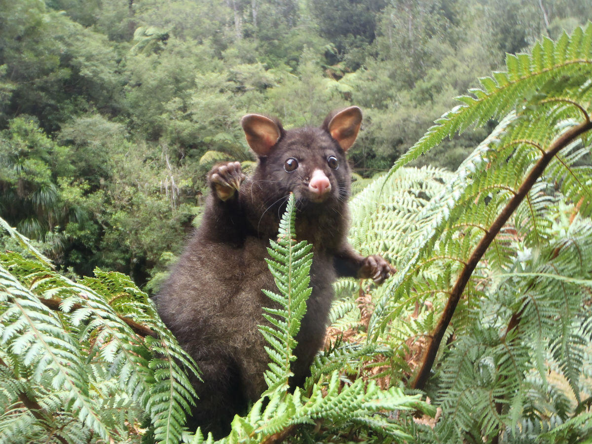 Superpossum, l’opossum le plus positif du monde, va devenir votre ...