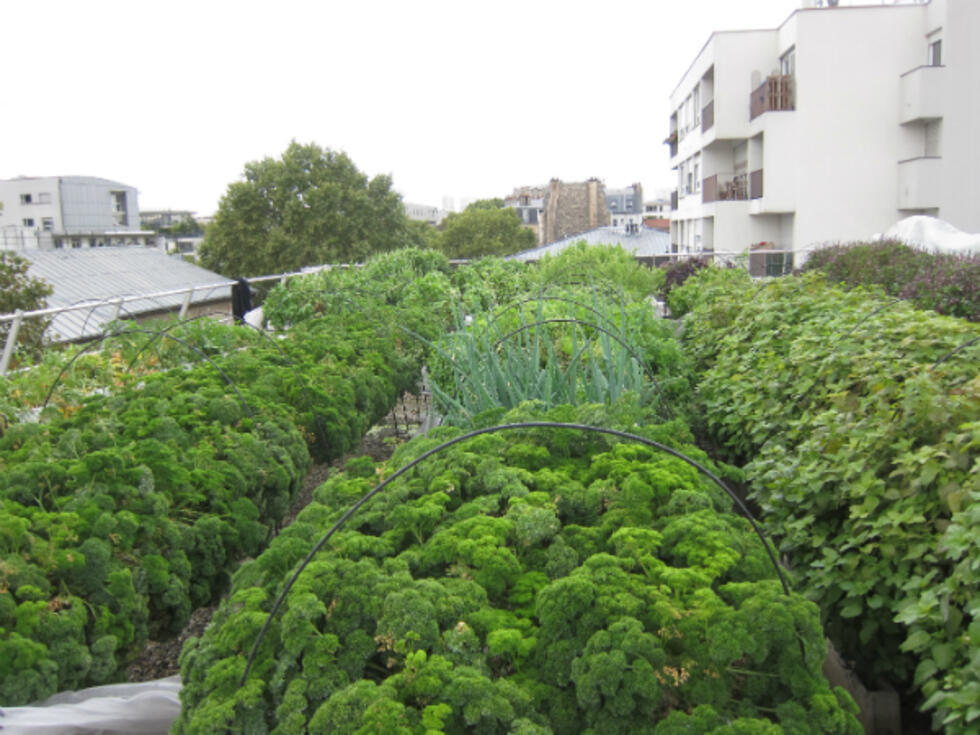 Paris embellishes skyline with organic rooftop farms - France 24