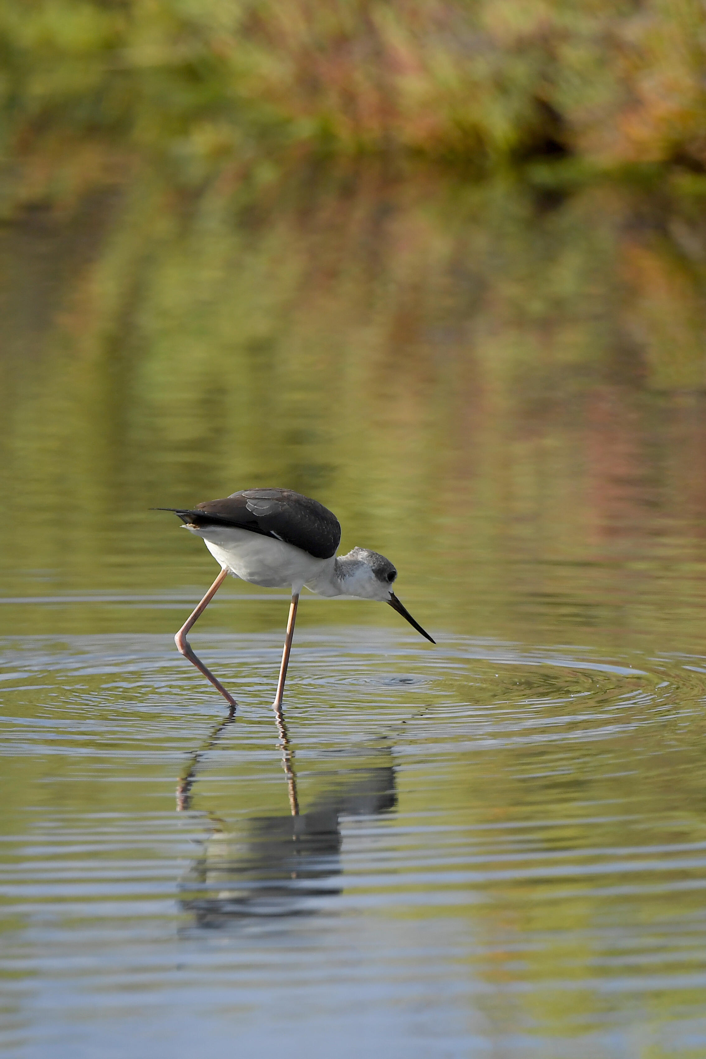 The beach is back: French Riviera marsh ditches seawalls for sand ...