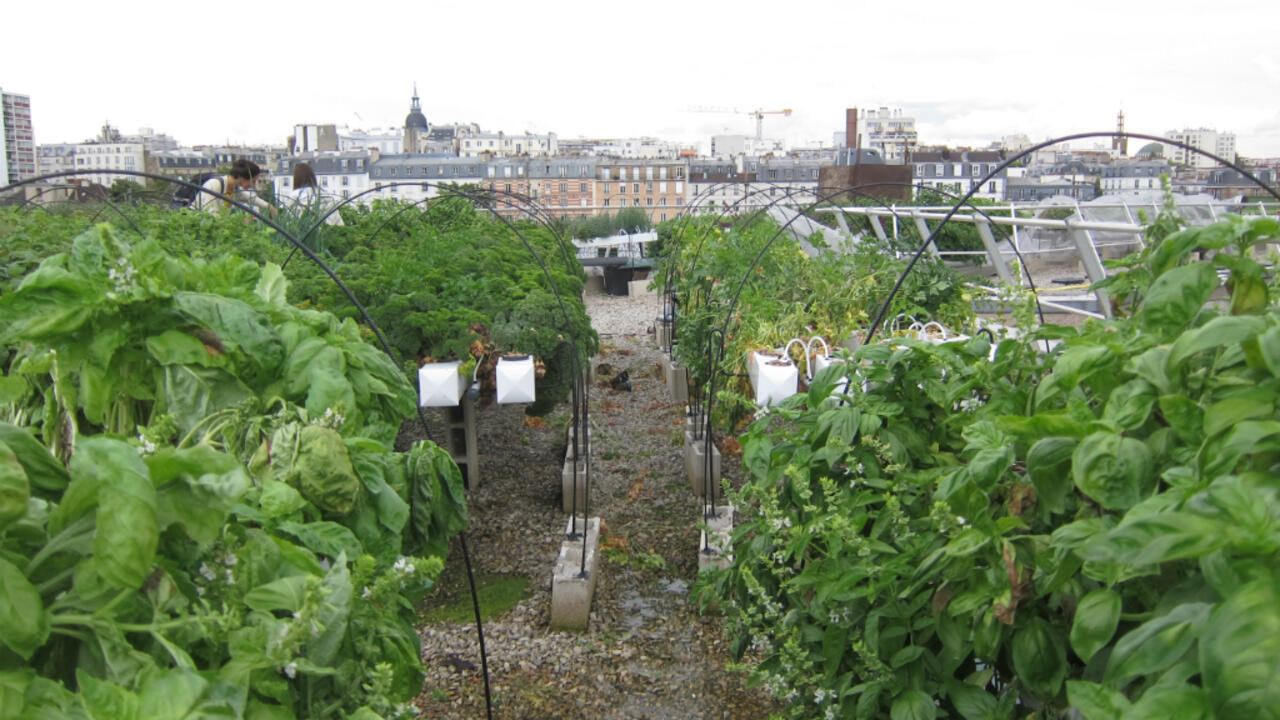 Paris embellishes skyline with organic rooftop farms - France 24