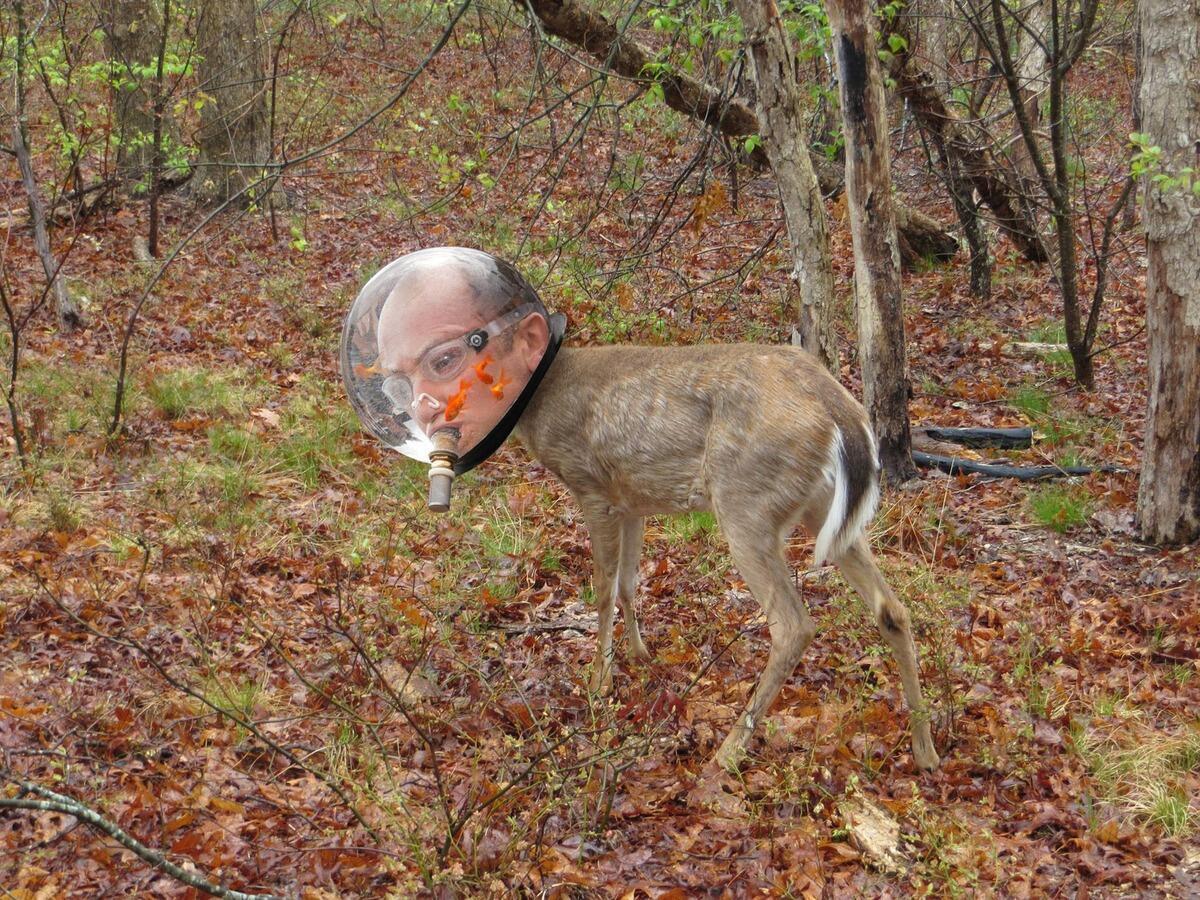 Un cerf se coince la tête dans un globe et devient le mème du mois