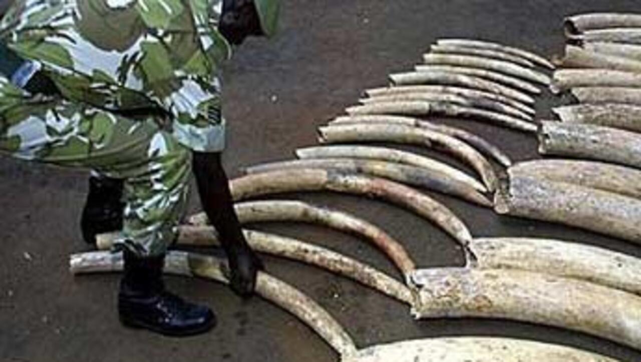 Ivory trafficking 'surpasses' drug trade in Africa
