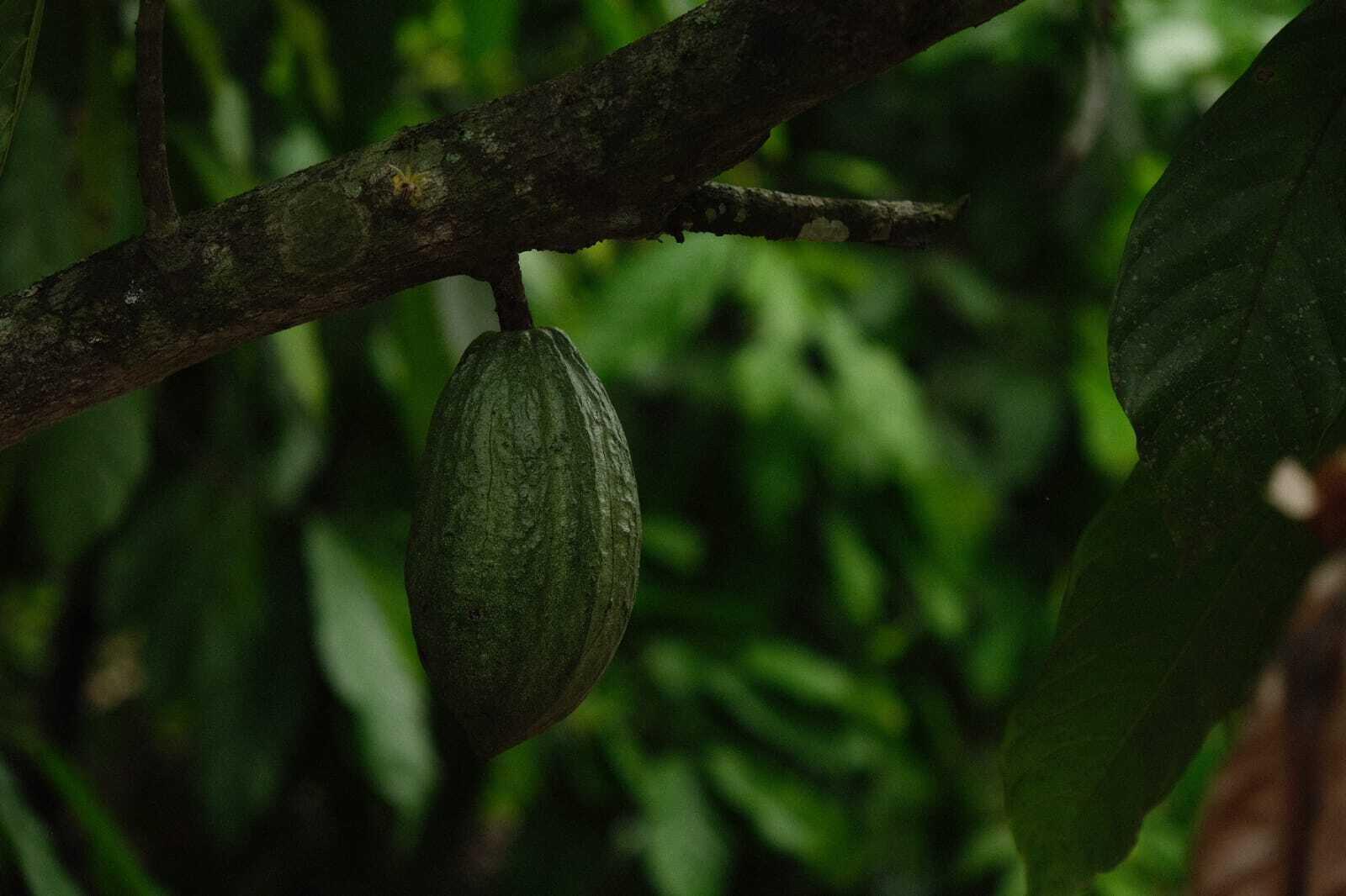 En Côte d’Ivoire, l’interminable combat des planteurs de cacao