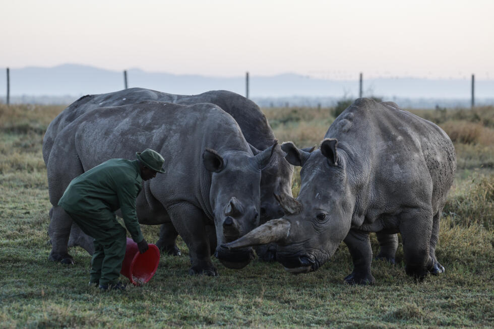 "Nous les sauverons": l'espoir de ressusciter des rhinocéros ...