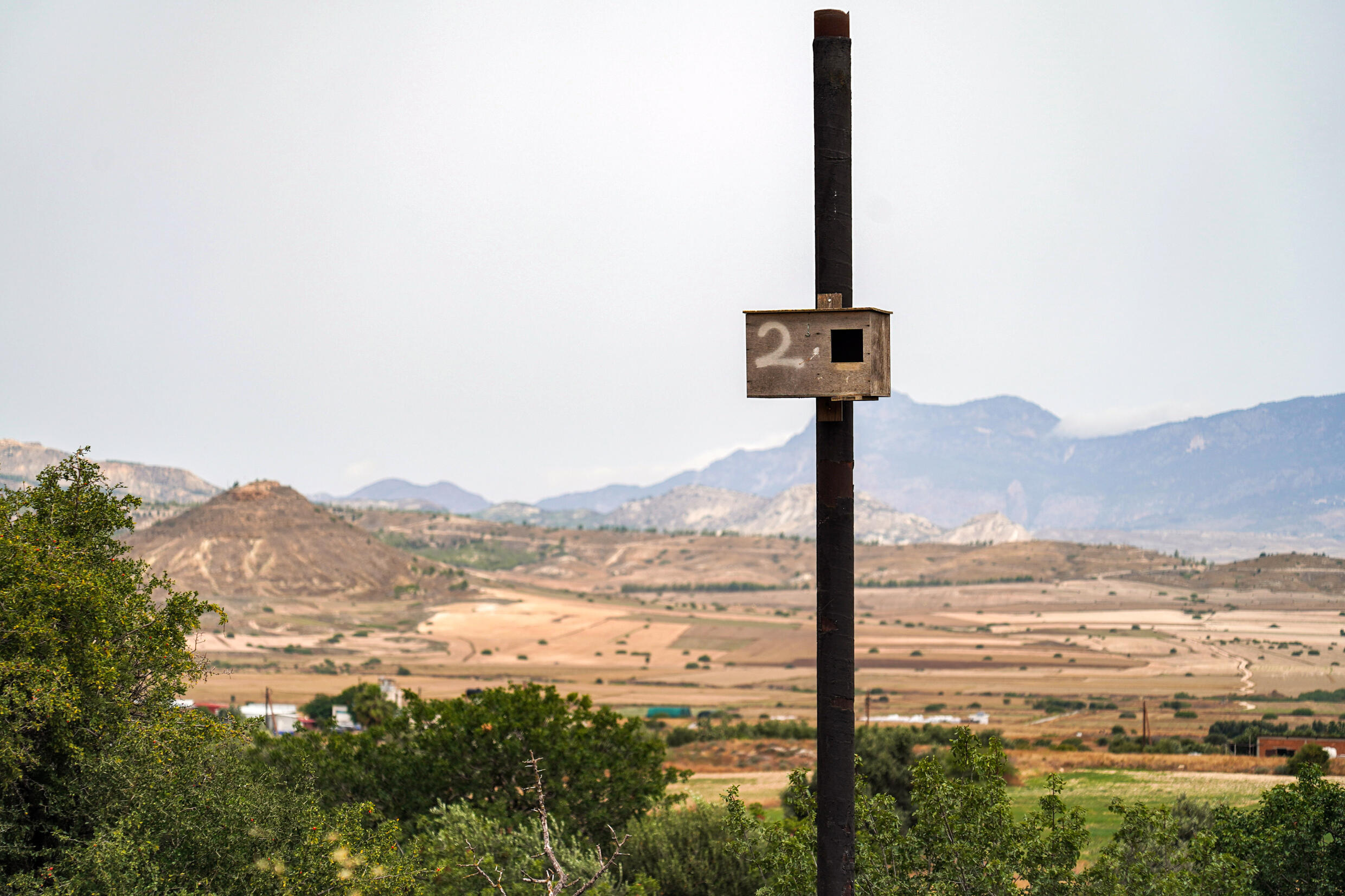 In Cyprus no-man's land, owls come to the rescue of farmers