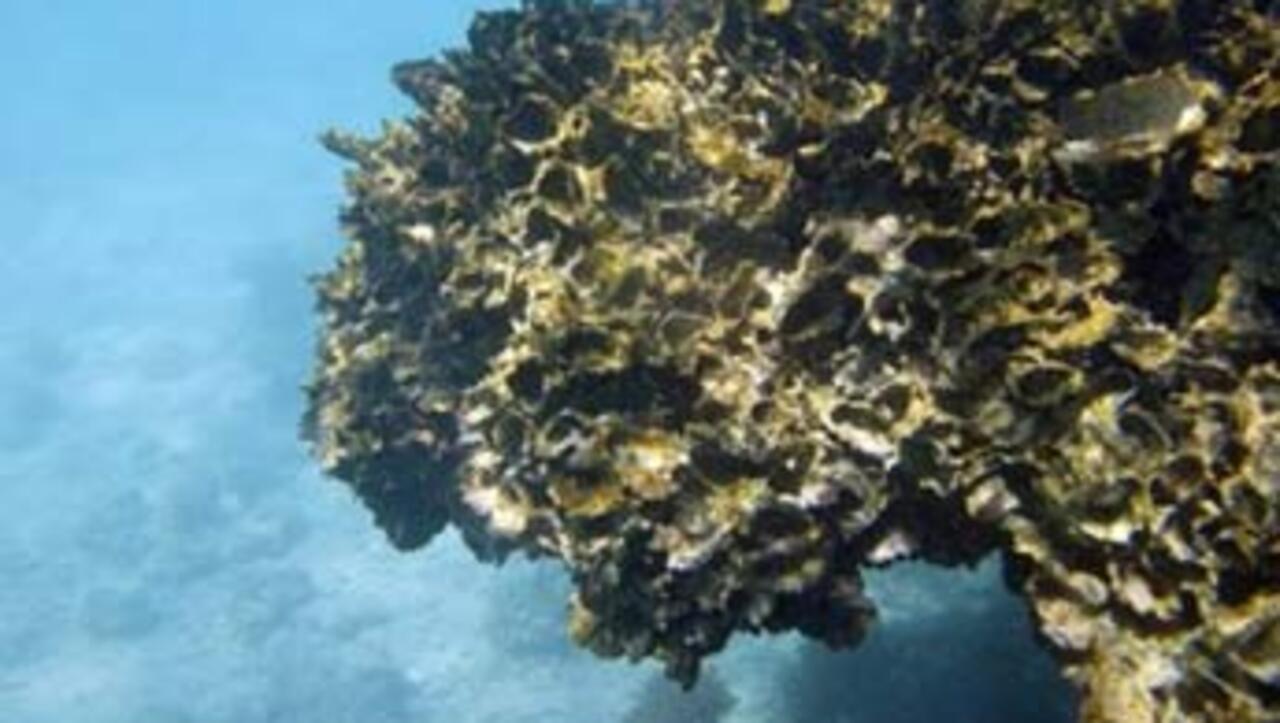 Australian corals reveal hundreds of new species - France 24