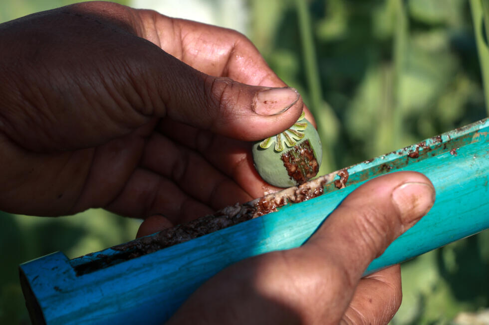 Opium farming takes root in Myanmar's war-wracked landscape