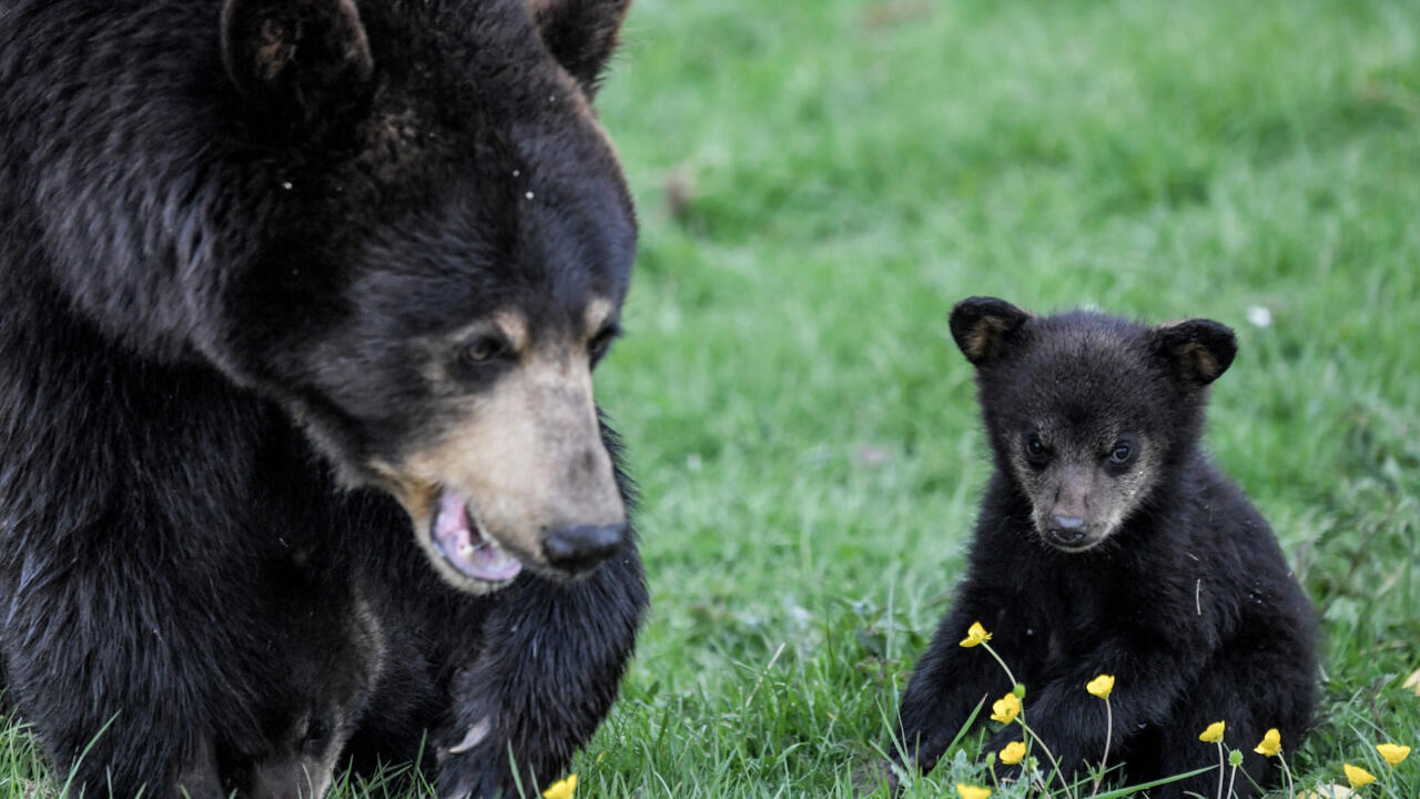 Su-bear-ru: Bear spends night in US couple's car