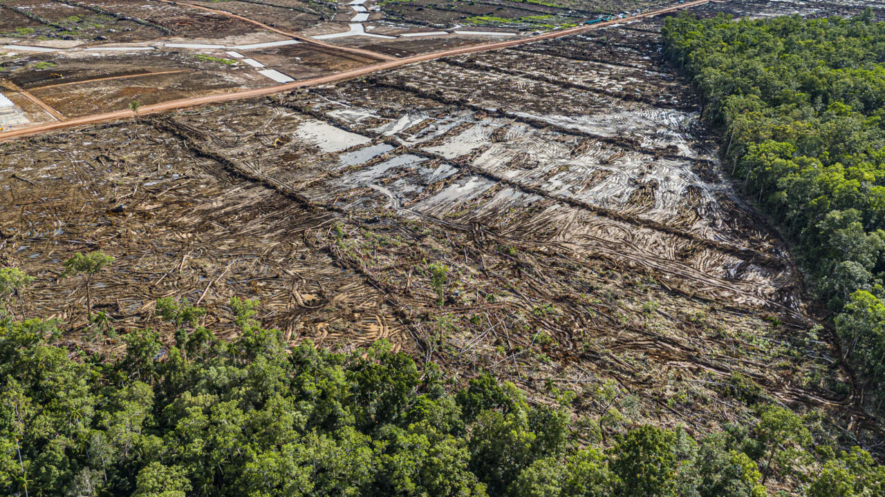 Indonesia growth push sparks fight on deforestation, rights