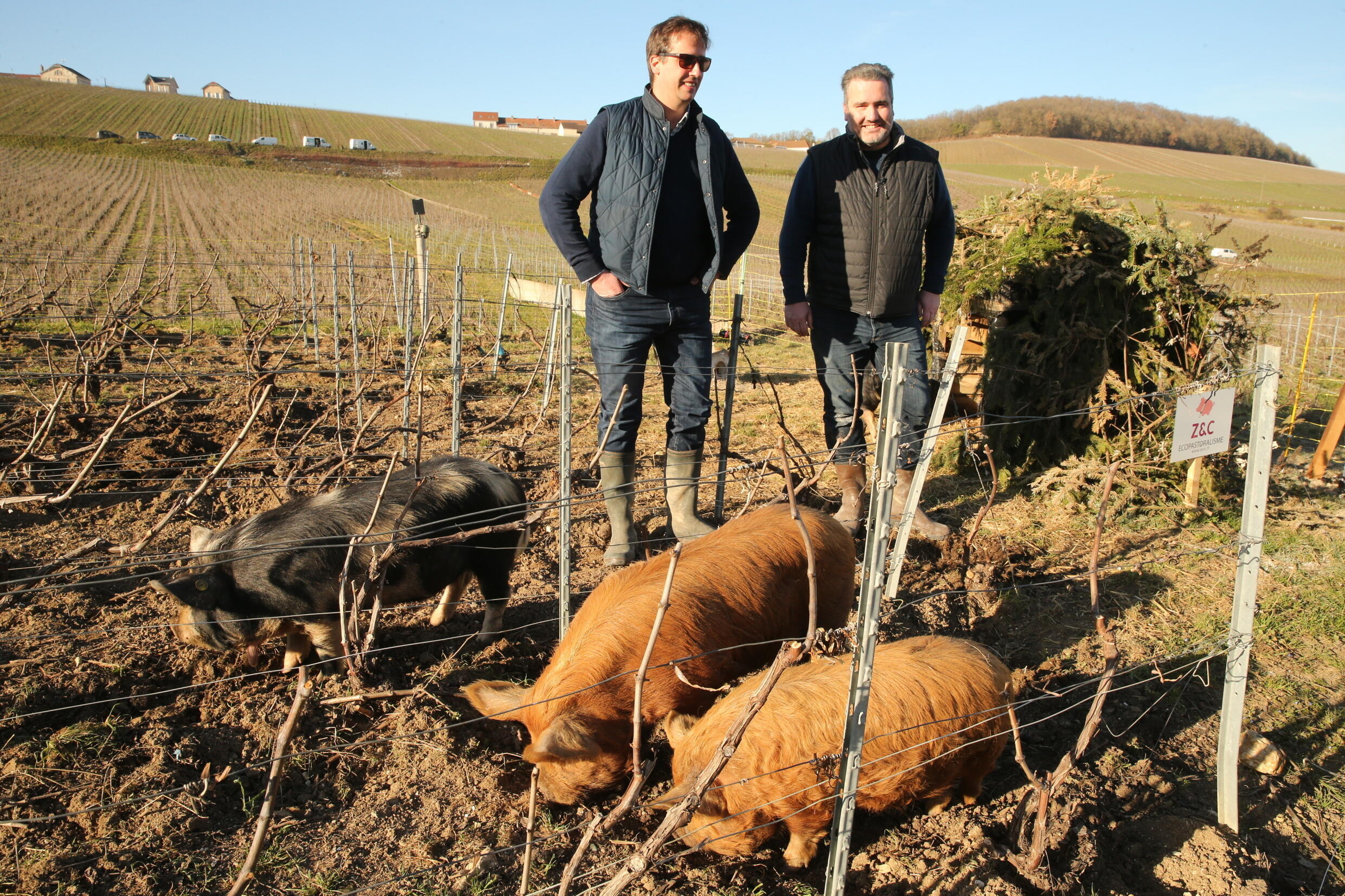 Pigs called in to deep-clean Champagne vineyards