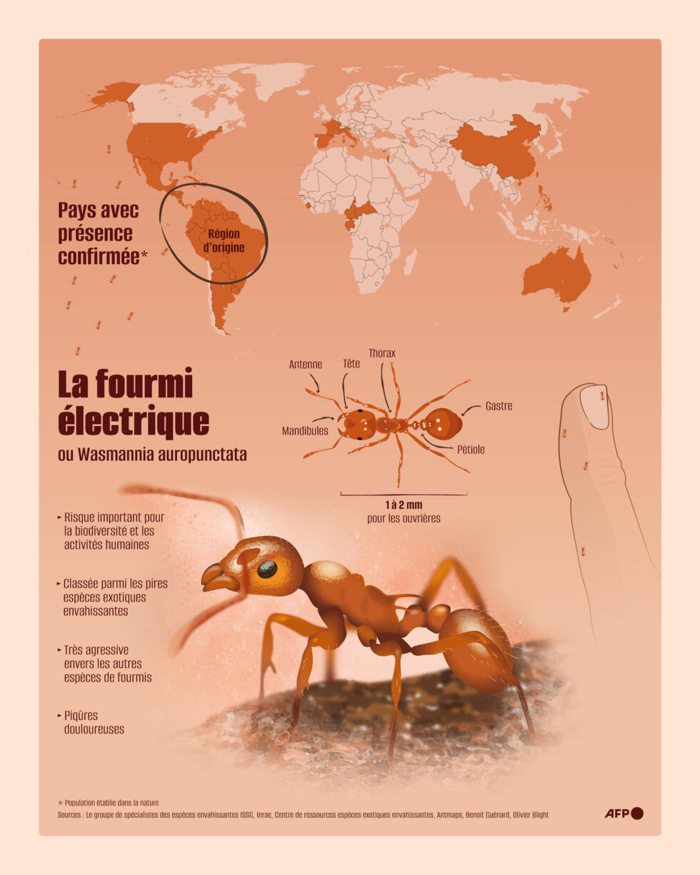 La fourmi électrique, coûteuse à éradiquer, menace de proliférer en France