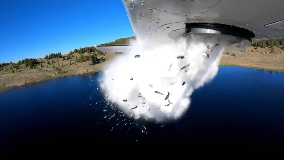 Chaque année, des dizaines de milliers de poissons sont largués par ...