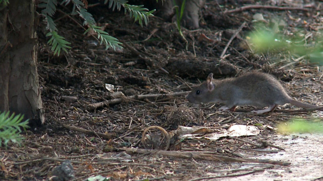 Rats on the rampage at Louvre museum gardens