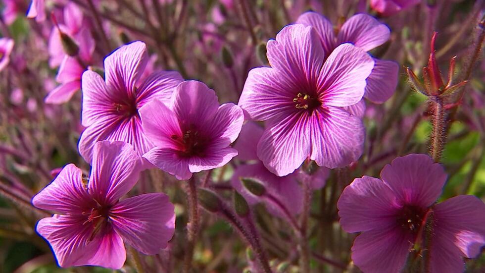 Bursting with colours: France's unusual gardens - You are here
