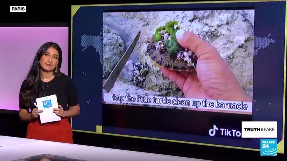 Viral TikTok 'turtle rescues' are actually animal abuse - Truth or Fake
