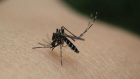 How the tiger mosquito invaded France and what can be done to stop it ...